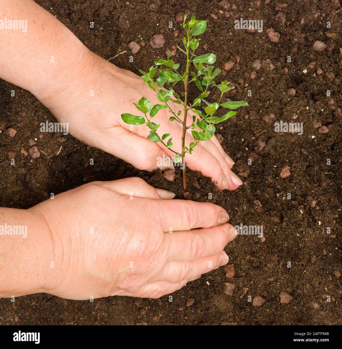 Planting a tree Stock Photo - Alamy