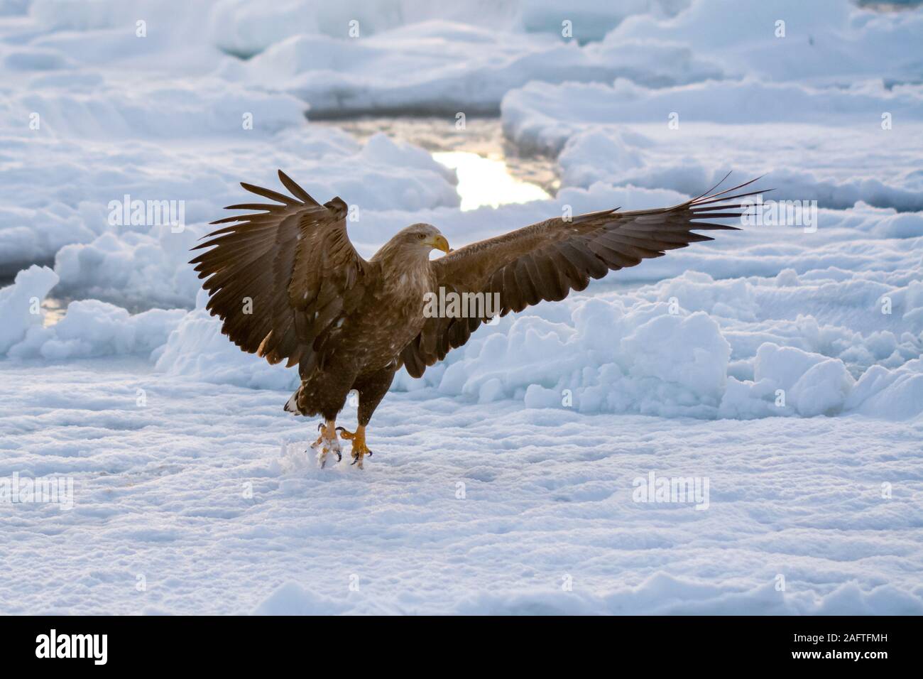 Japanese eagle hi-res stock photography and images - Alamy
