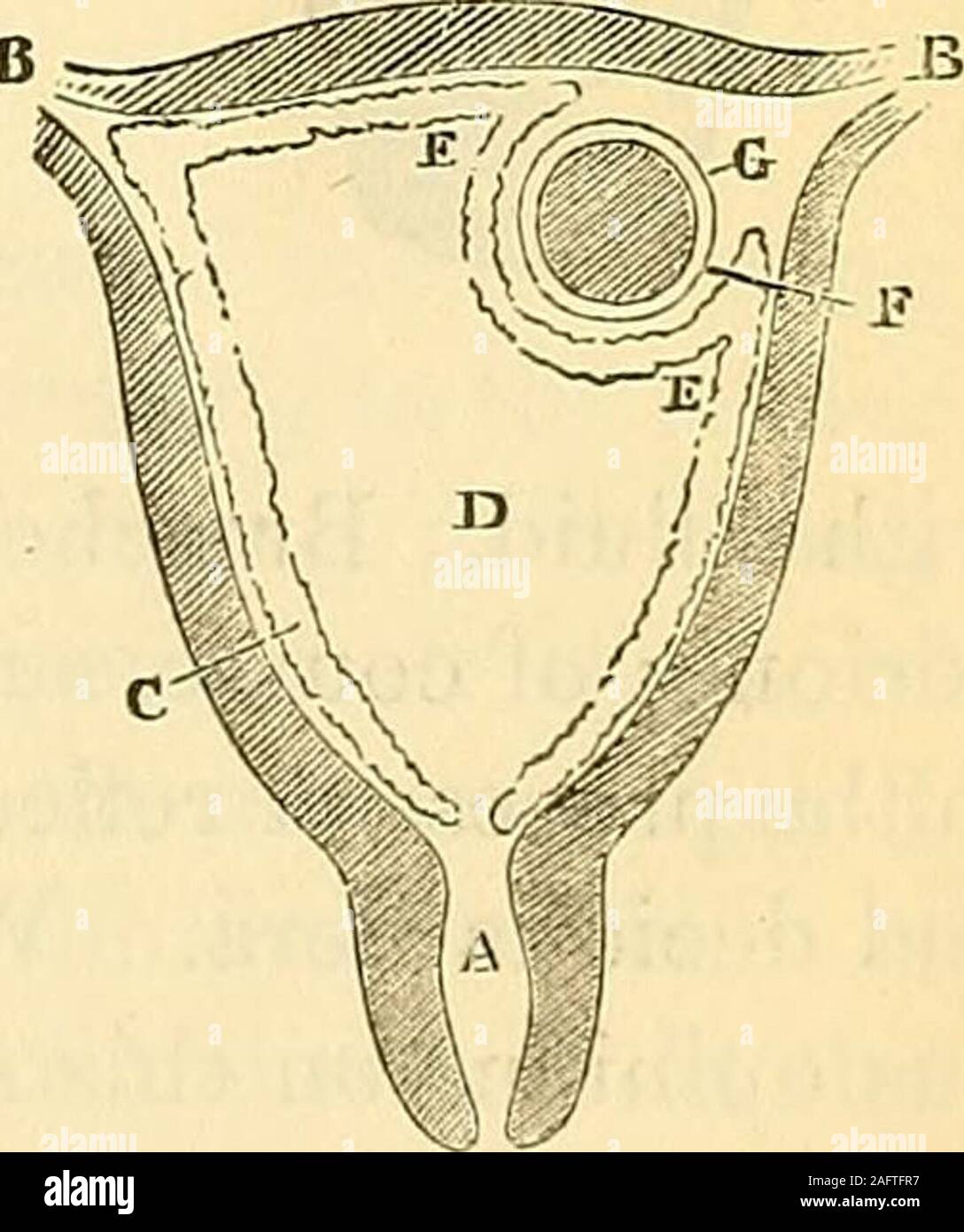 Miscarry hi-res stock photography and images - Alamy