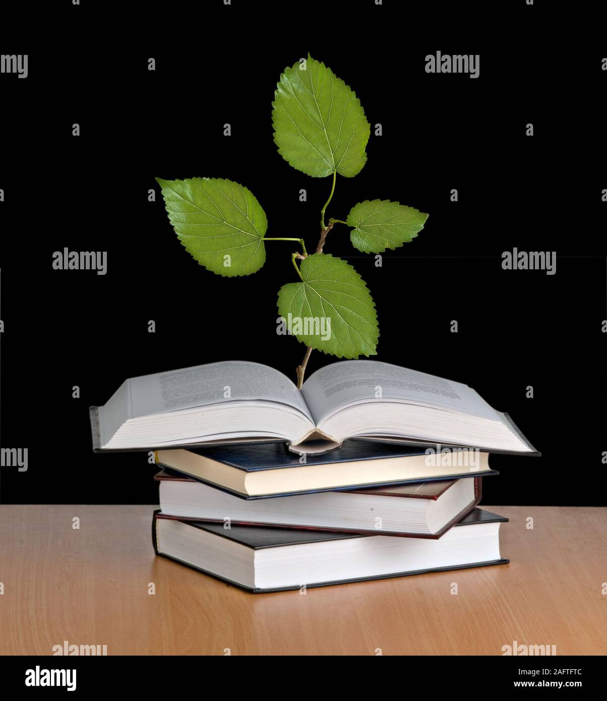 Tree seedling growing from book Stock Photo - Alamy