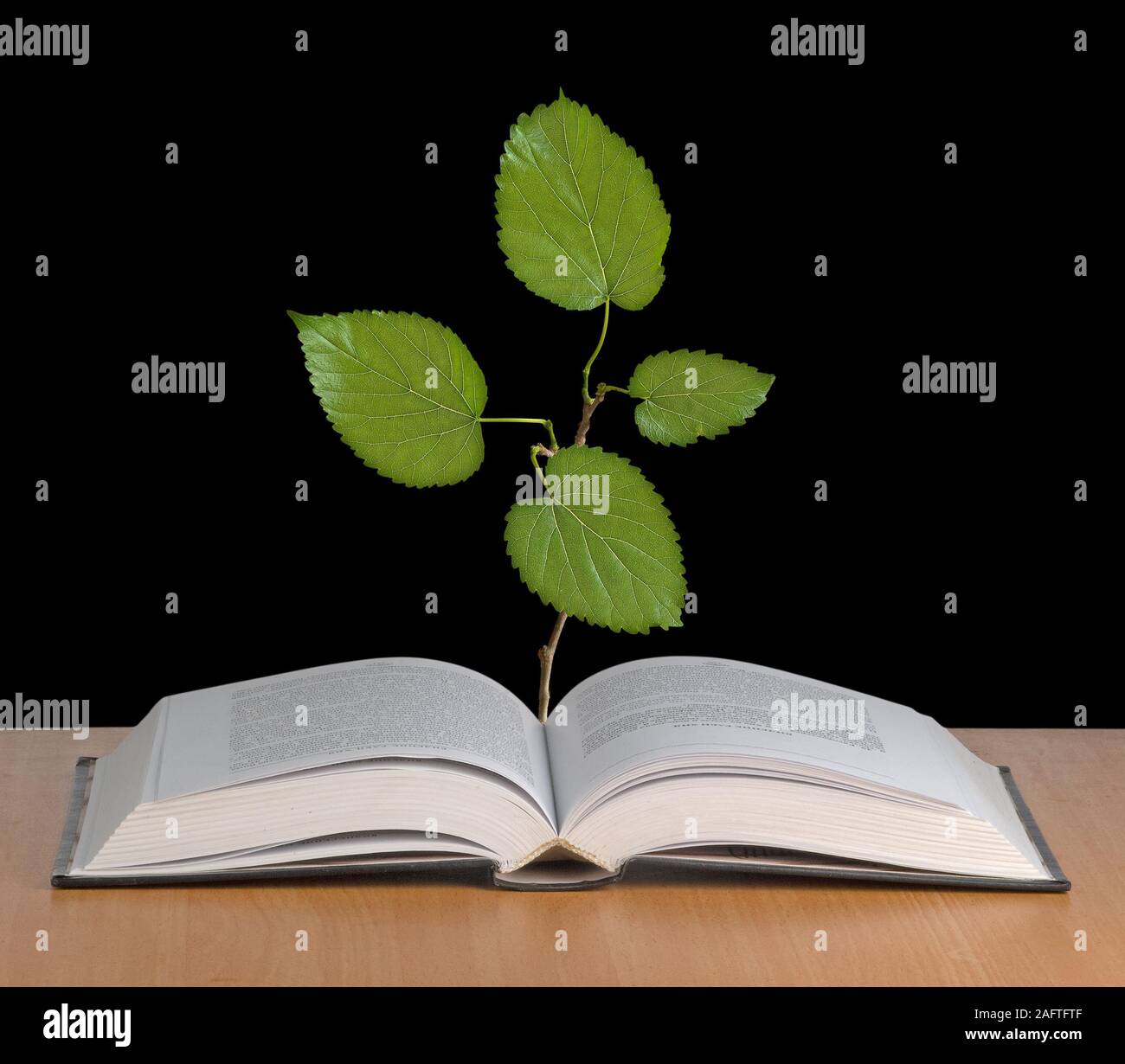 Tree growing from a book Stock Photo - Alamy
