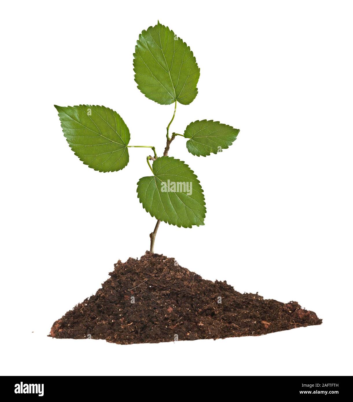 Tree shoot in soil on white background Stock Photo - Alamy