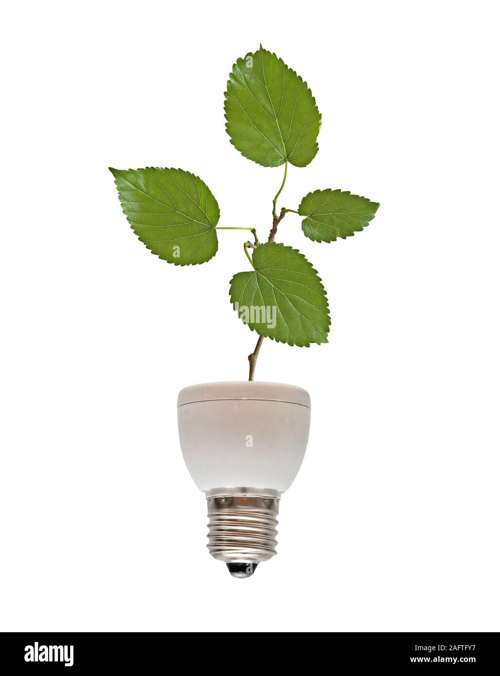 Growing from the base Cut Out Stock Images & Pictures - Alamy