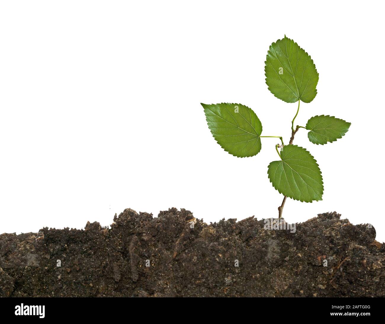 Tree seedling growing from soil Stock Photo - Alamy