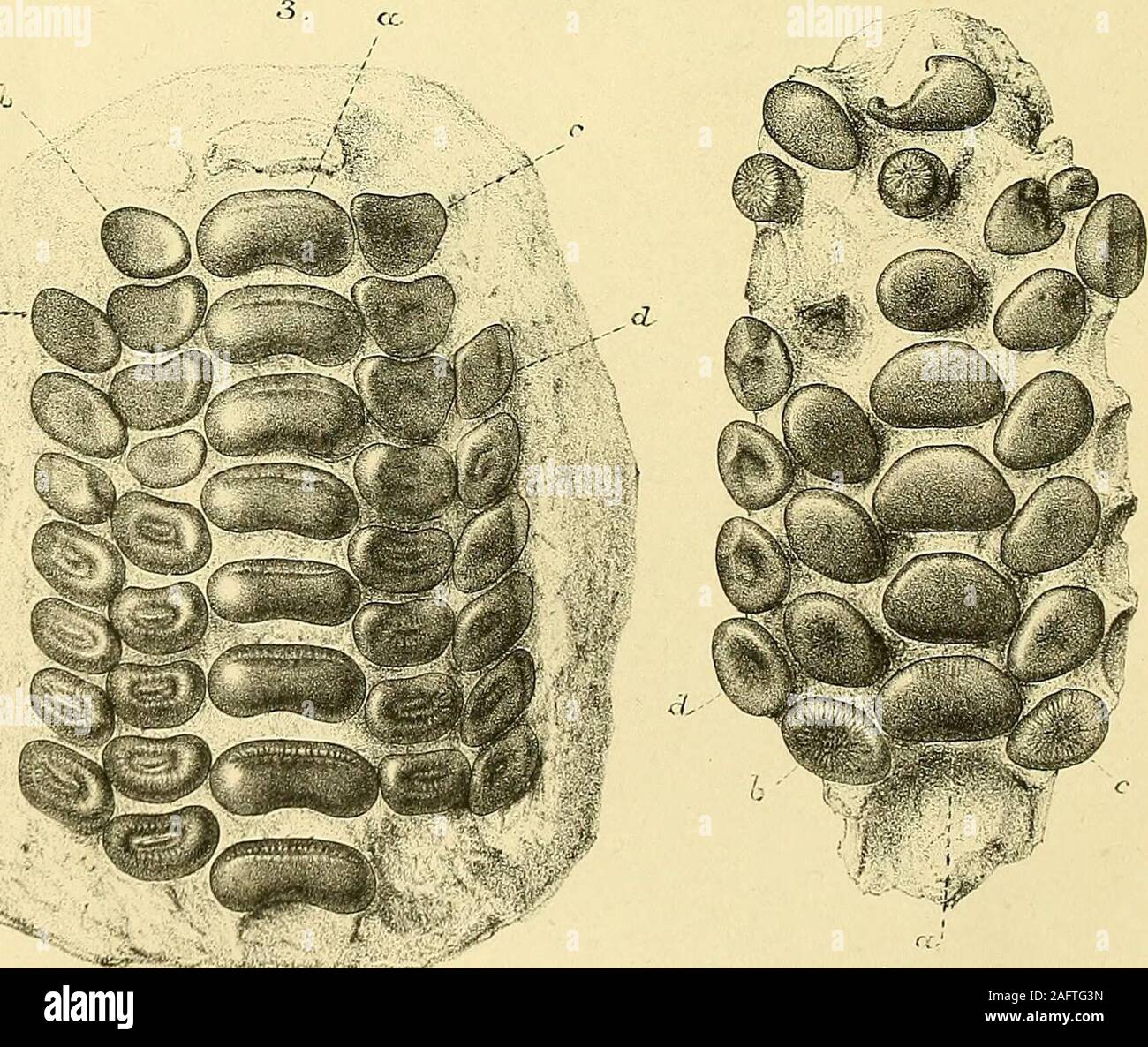 . Geological magazine. ^ 3fS3;SSBlj,.. *-^4iAste« C L.&rveshadt drl a ...