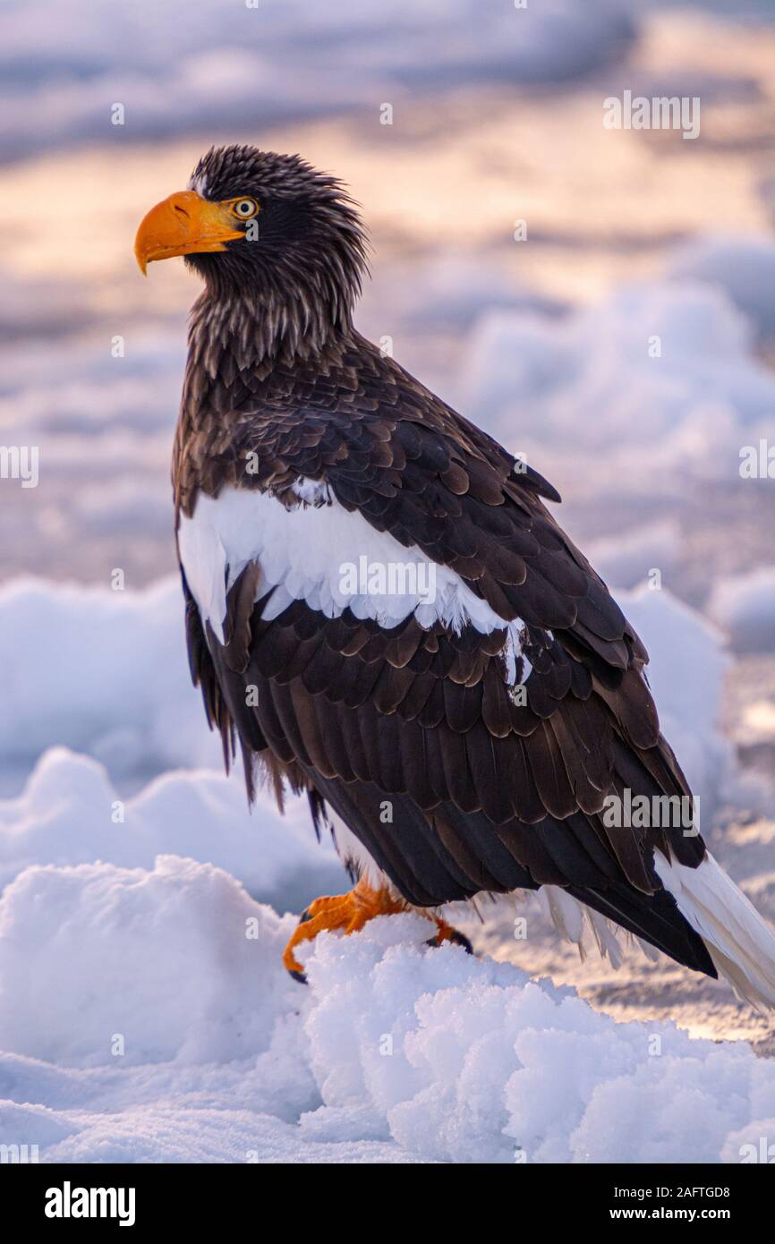 Mt rausu hi-res stock photography and images - Alamy