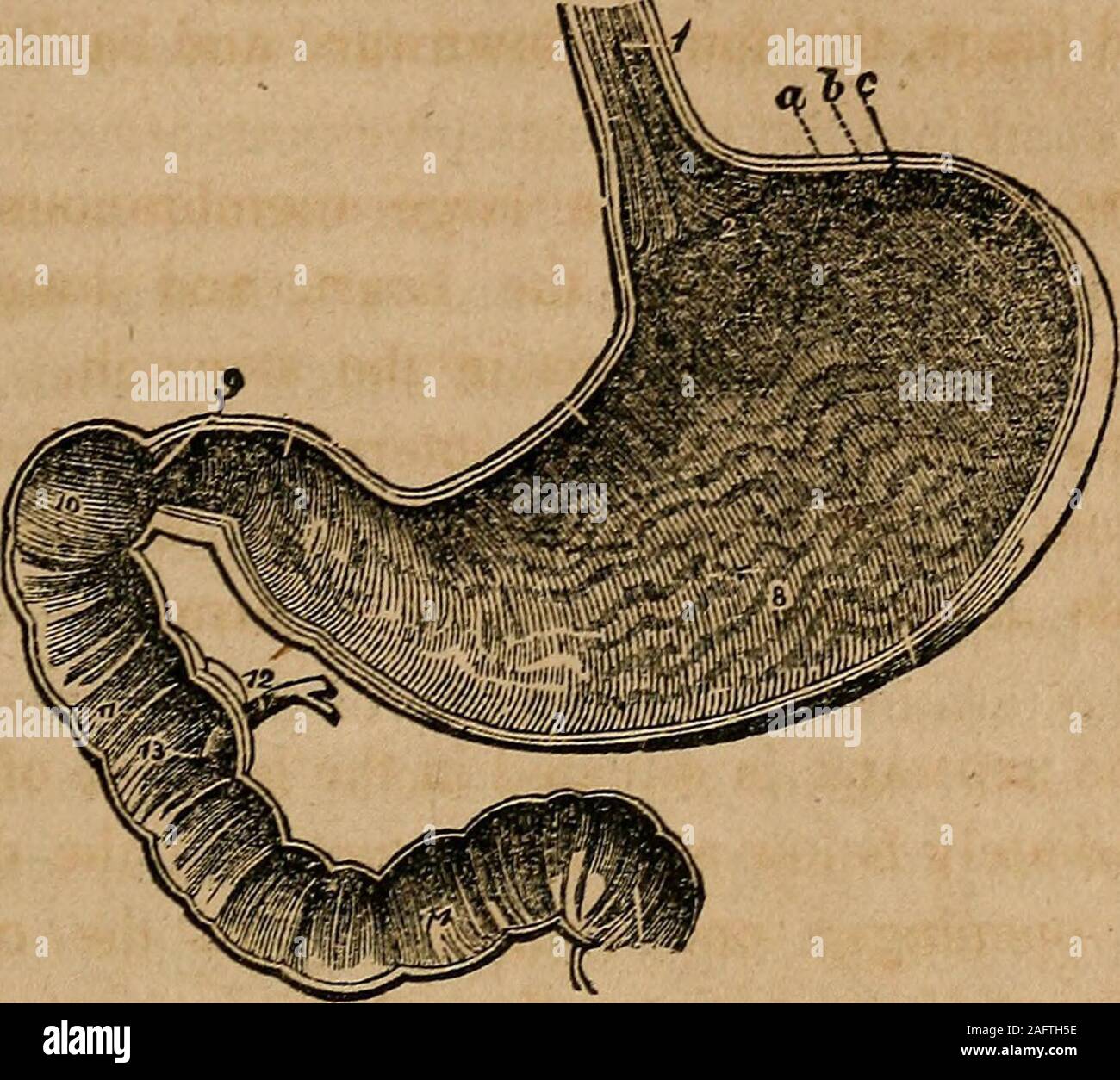 Folds In Stomach Lining