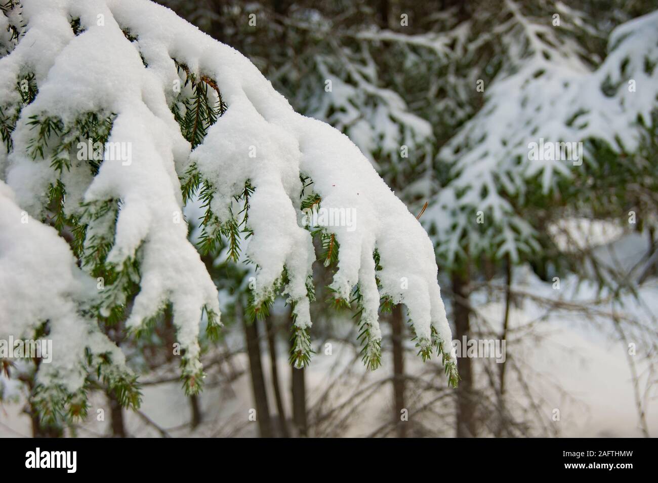 Snow-covered Christmas tree branch, the arrival of spring and the ...