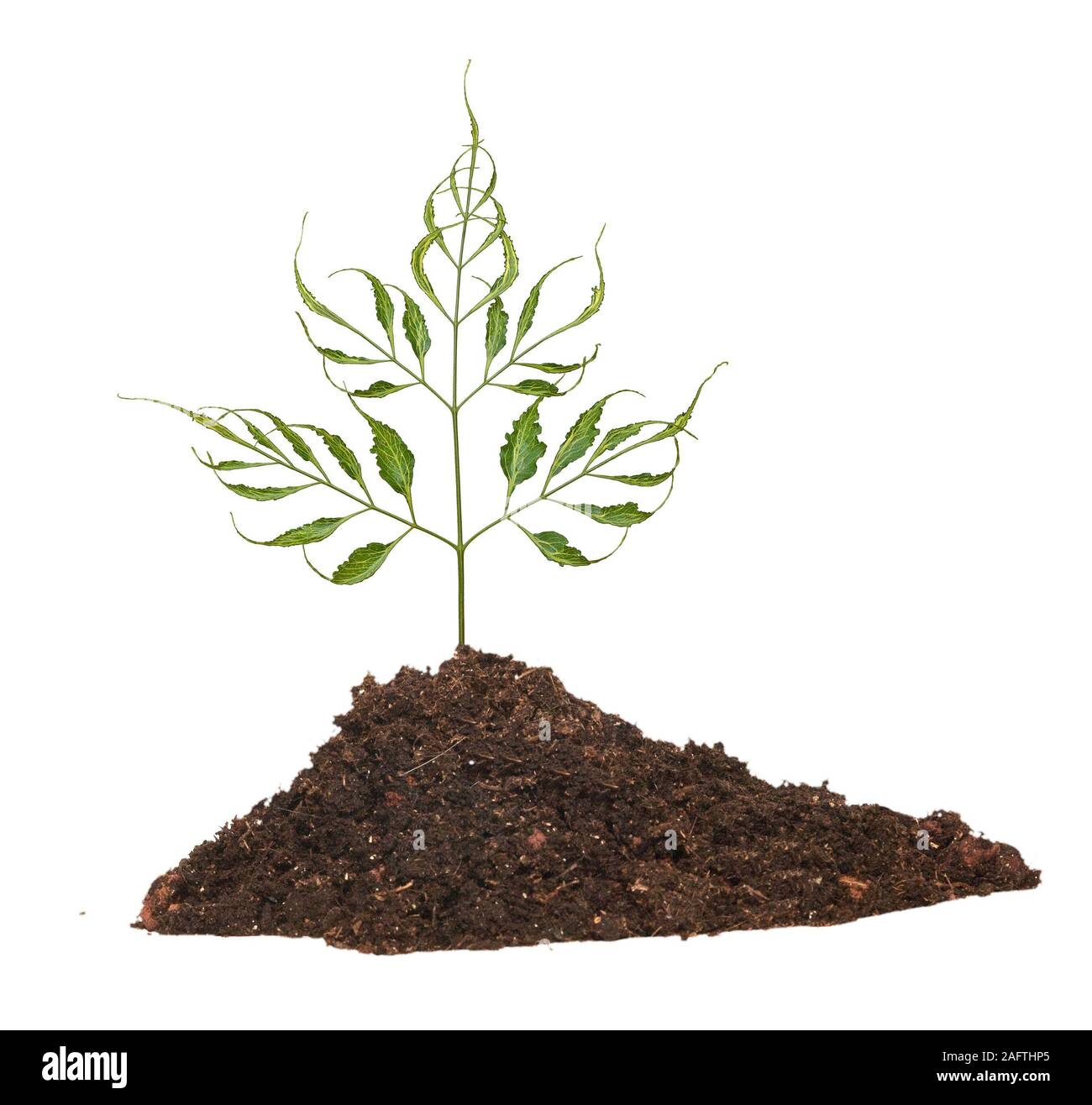Tree seedling growing from soil Stock Photo - Alamy