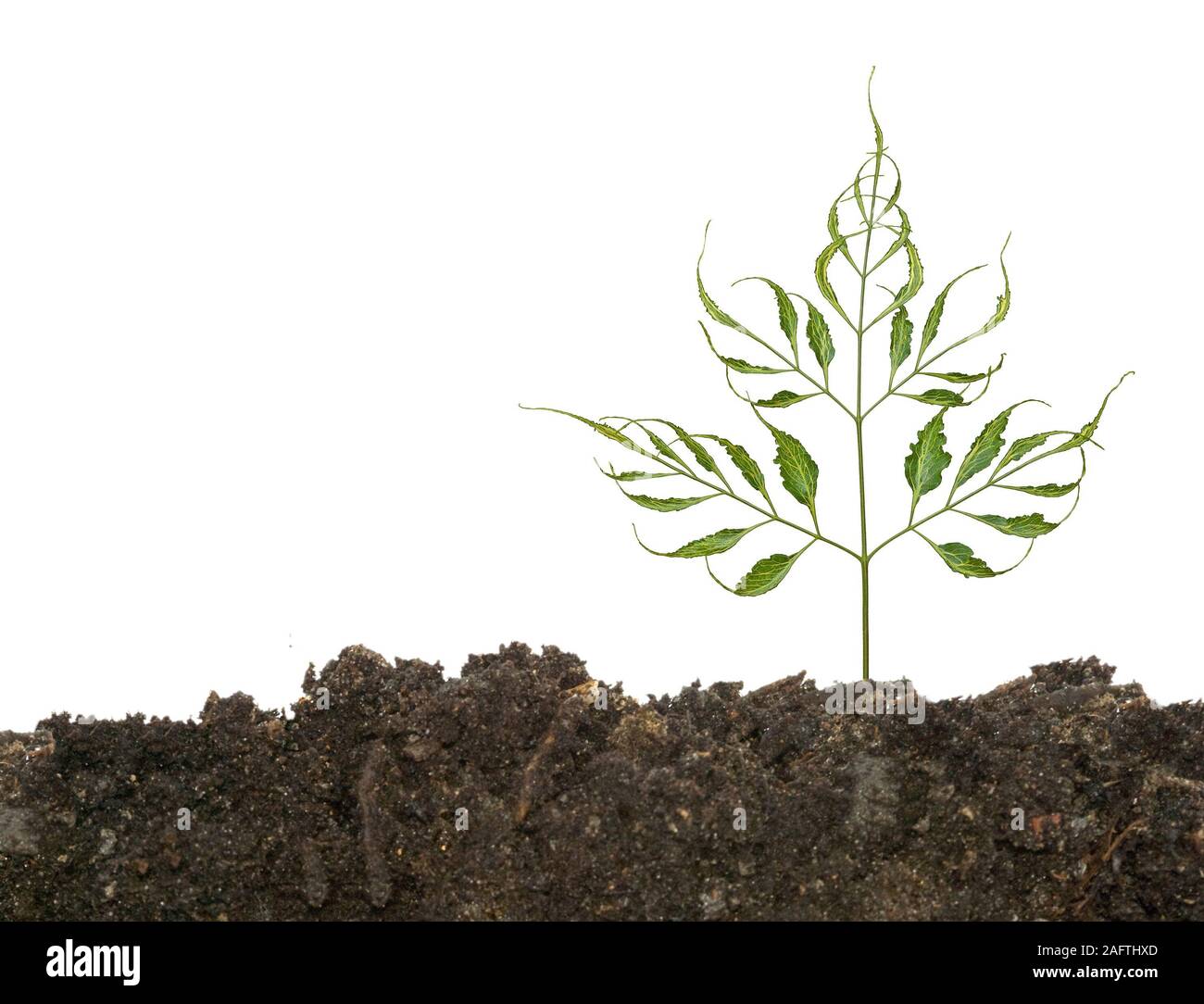 Tree shoot in soil on white background Stock Photo - Alamy