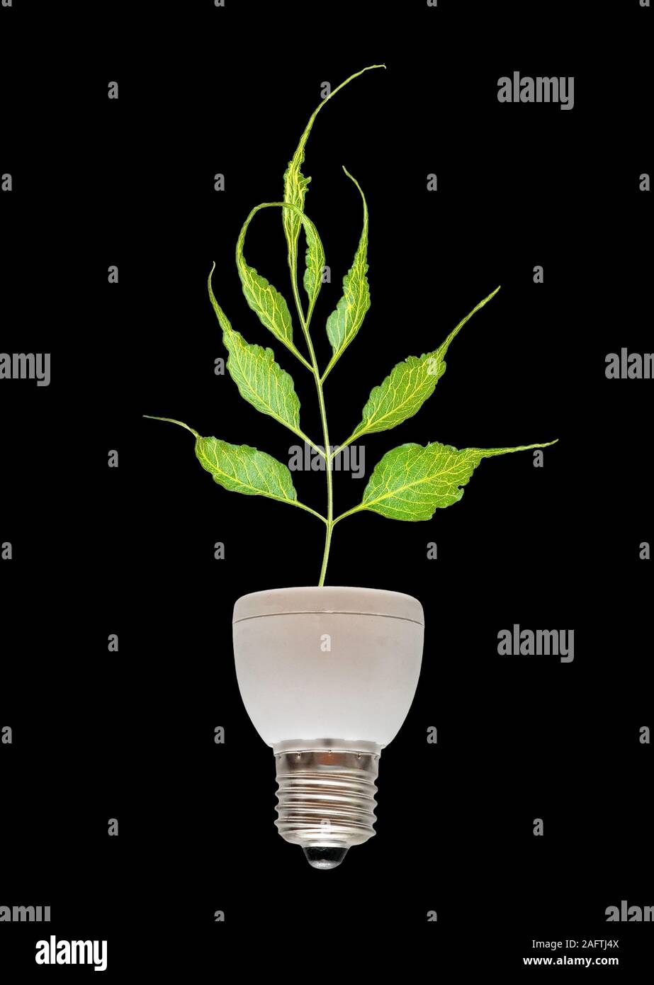 Tree growing from base of fluorescent lamp Stock Photo - Alamy