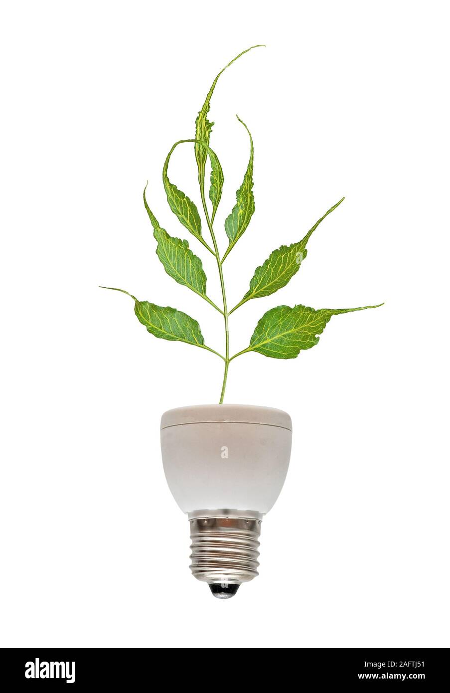 Tree growing from base of fluorescent lamp Stock Photo - Alamy Tree growing from base of fluorescent lamp Stock Photo - Alamy