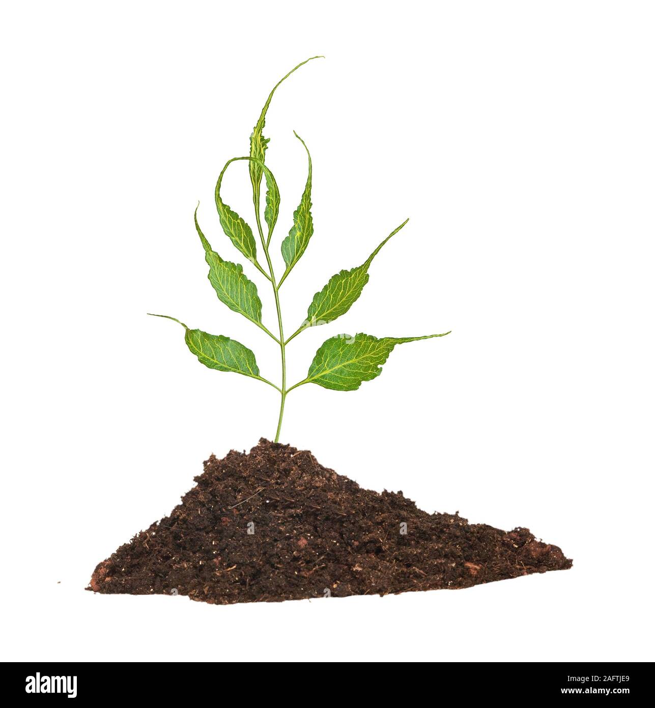 Tree seedling growing from soil Stock Photo - Alamy