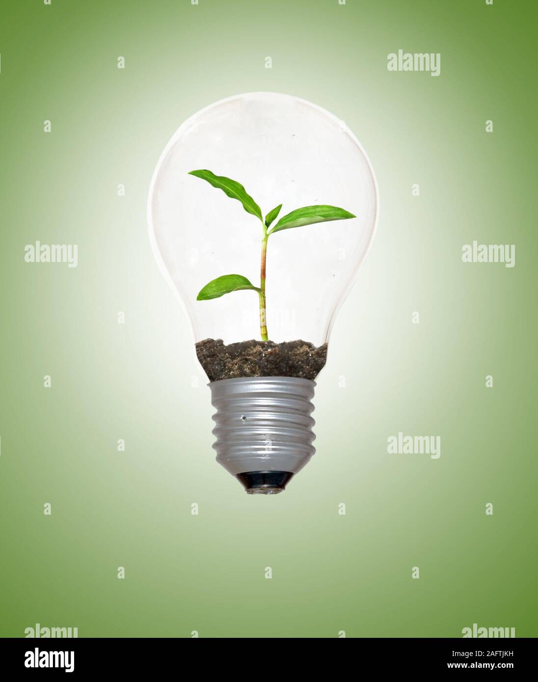Incandescent light bulb with a tree shoot as the filament Stock Photo ...