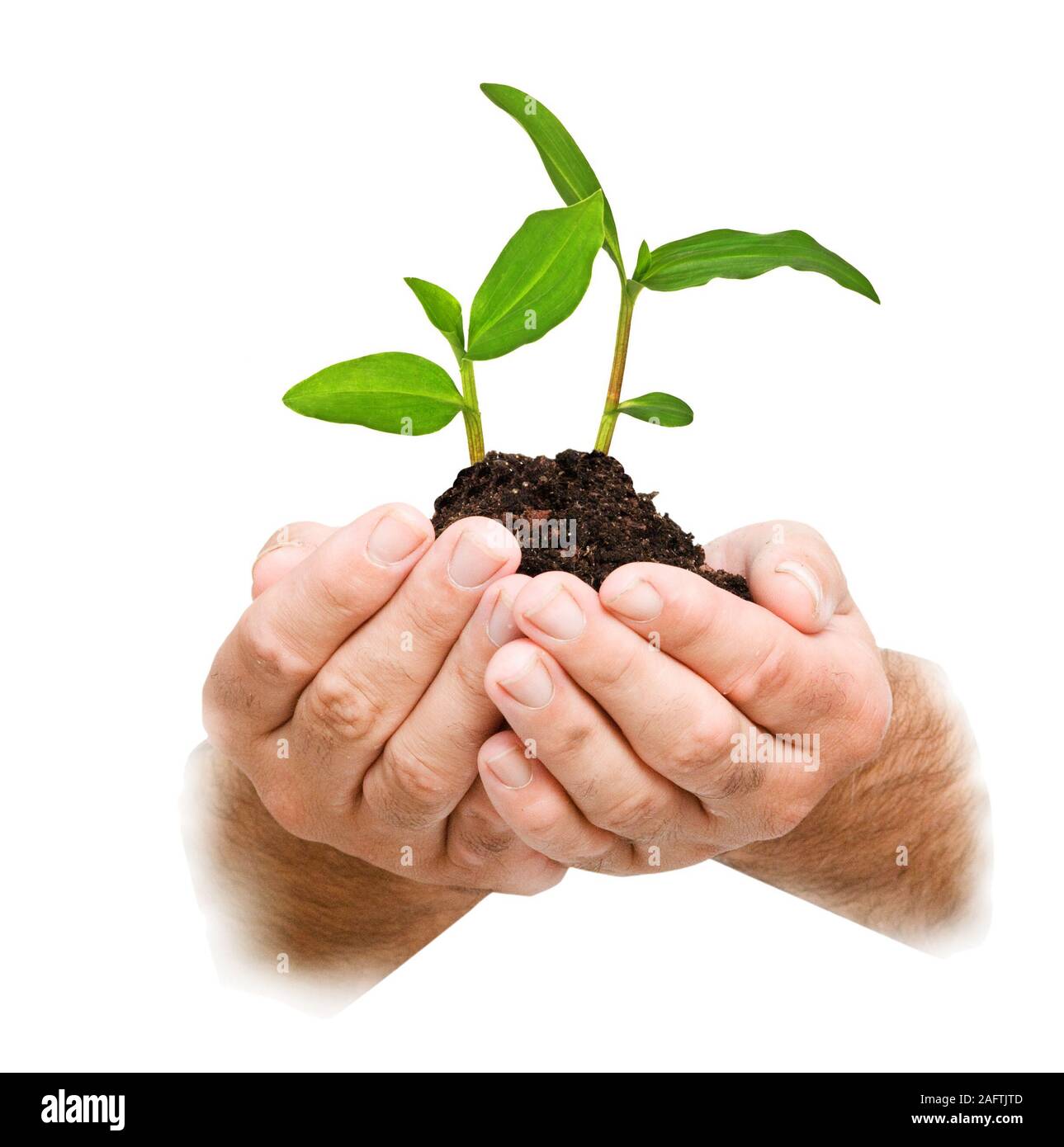 seedling in hands Stock Photo - Alamy