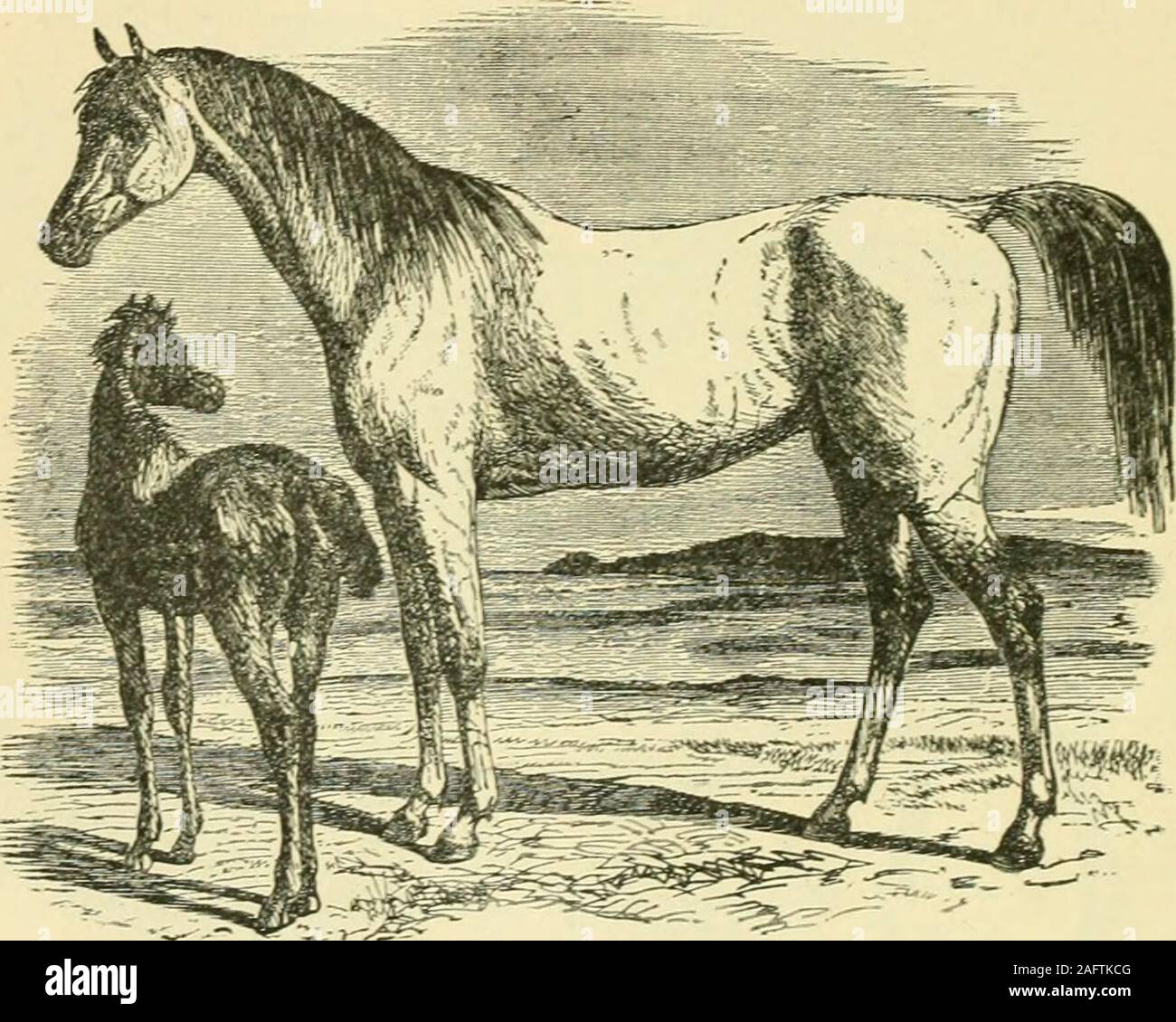 Unbroken colt hi-res stock photography and images - Alamy