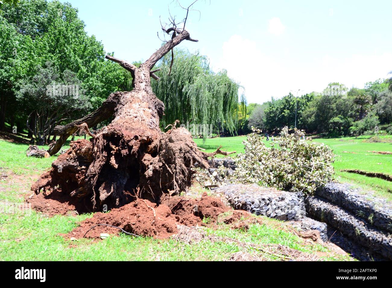 Magnolia Dell - Storm, this tree was out rooted during a heavy storm ...
