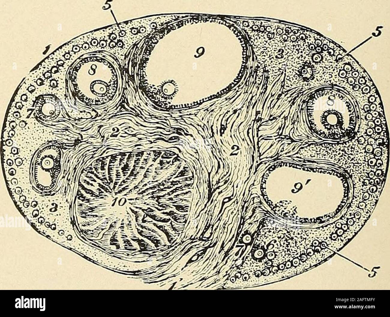 . The diagnosis and treatment of diseases of women. Fig. 646. Vertical ...