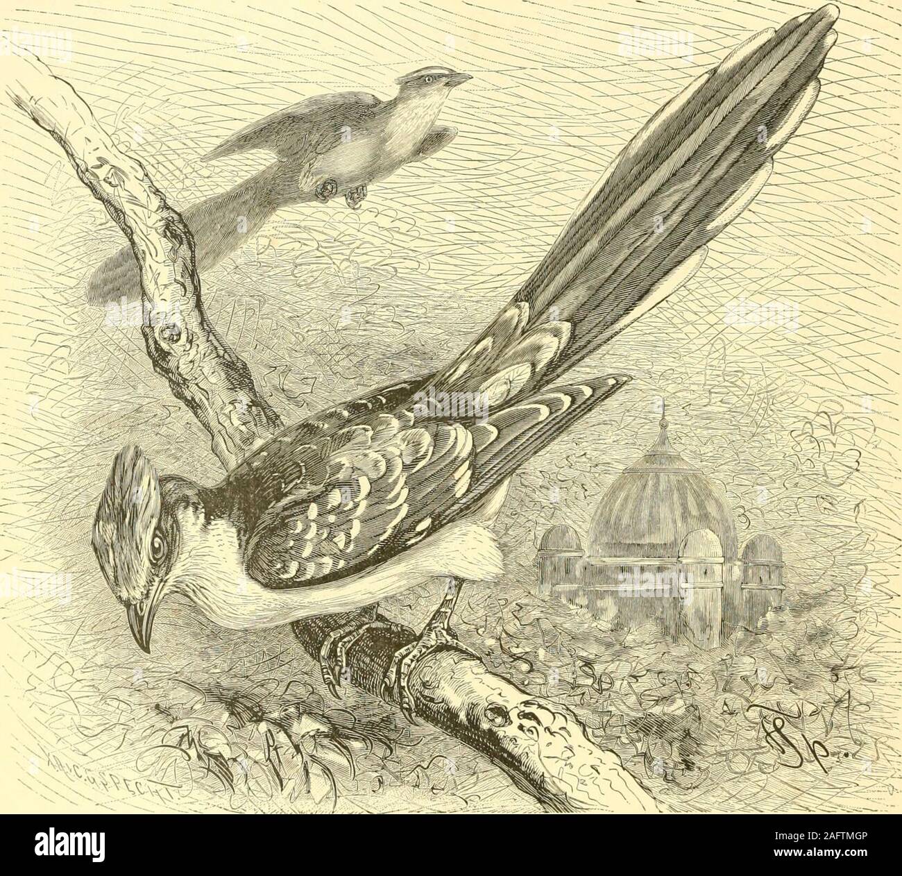 . The royal natural history. ^ arc birds of universal distribution ...