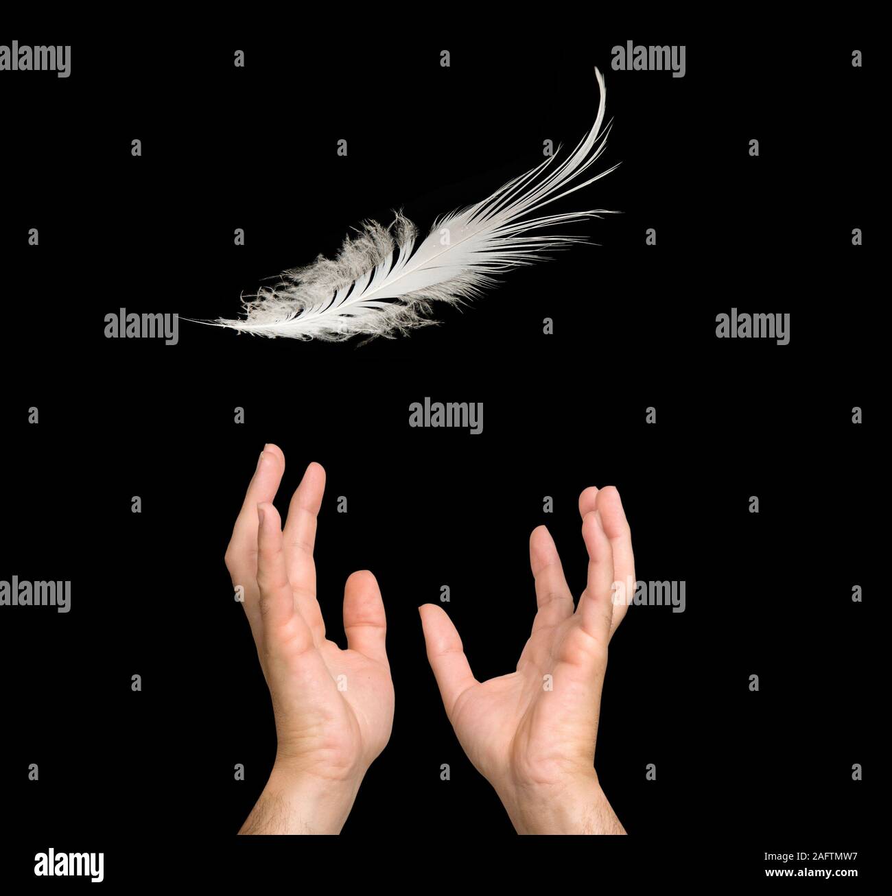 Close up of white feathers falling to hand Stock Photo - Alamy