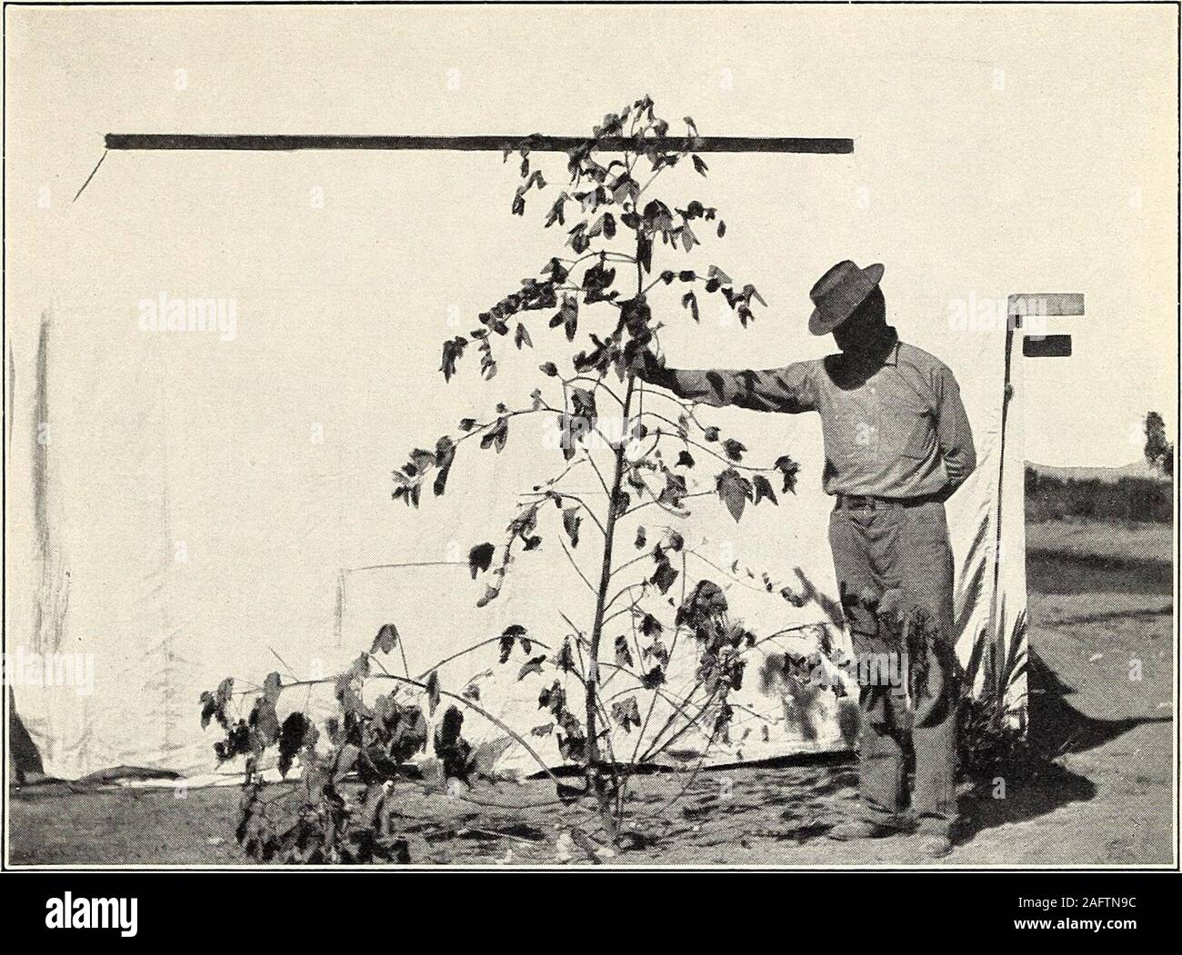 Prominent pyramidal shape hi-res stock photography and images - Alamy