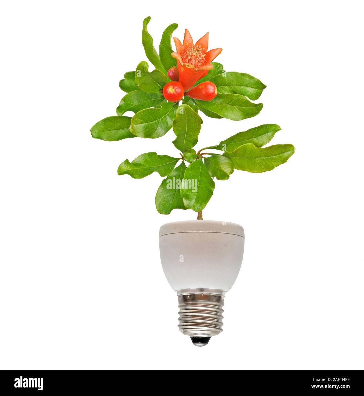 Tree growing from base of fluorescent lamp Stock Photo - Alamy Tree growing from base of fluorescent lamp Stock Photo - Alamy