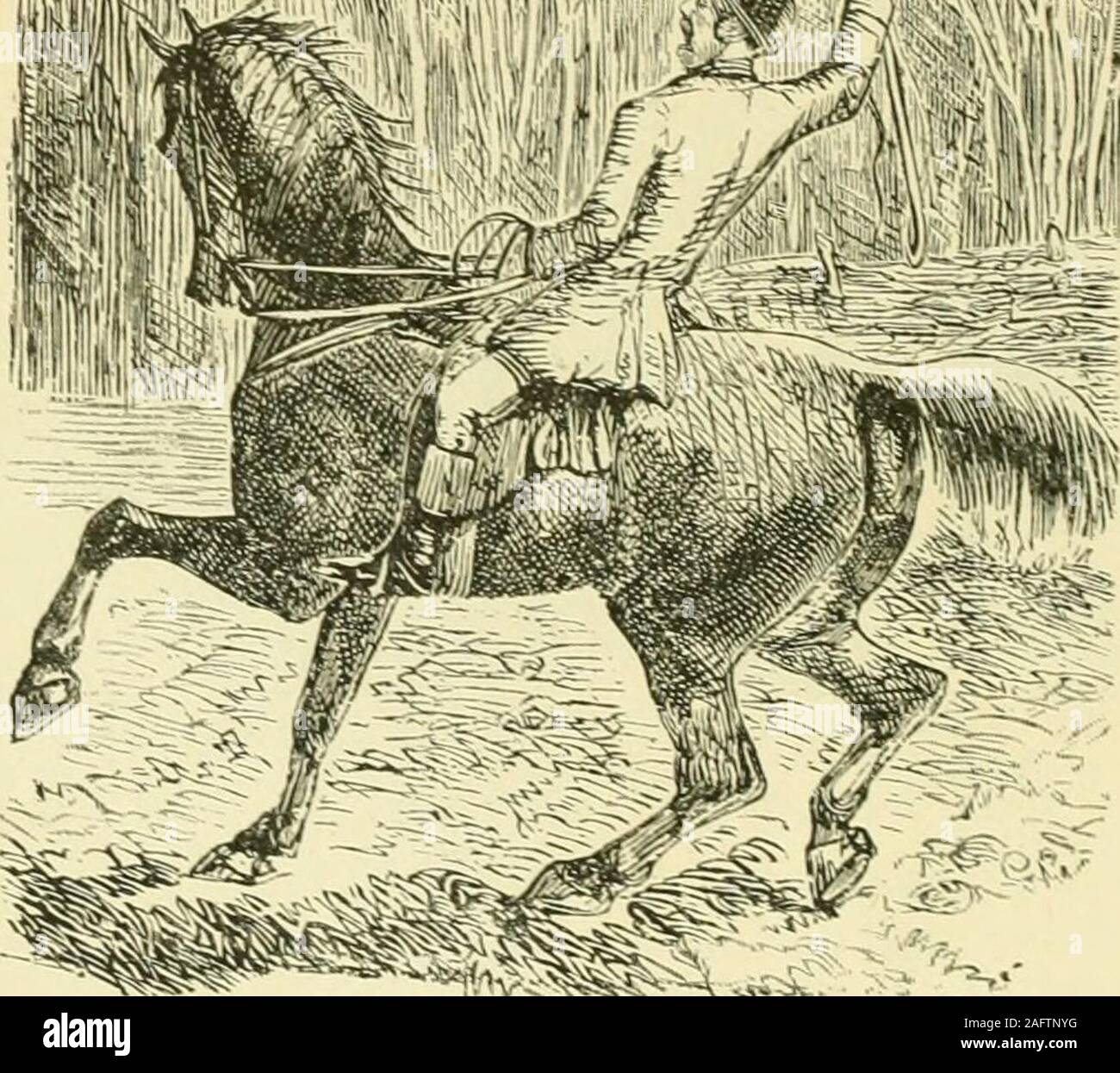 . The standard horse book, comprising the taming, controlling and ...