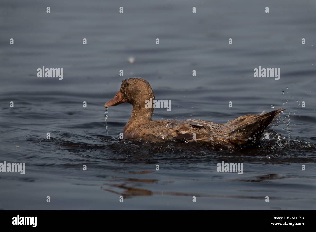 Duck playing in the water Stock Photo - Alamy