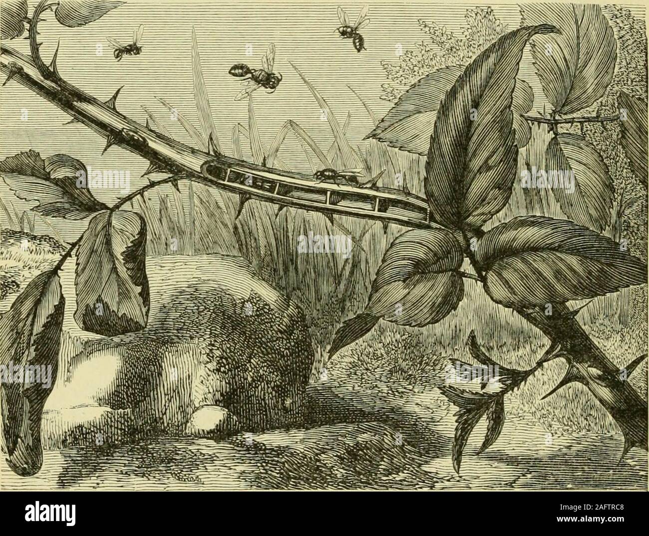 . The transformations (or metamorphoses) of insects (Insecta, Myriapoda ...