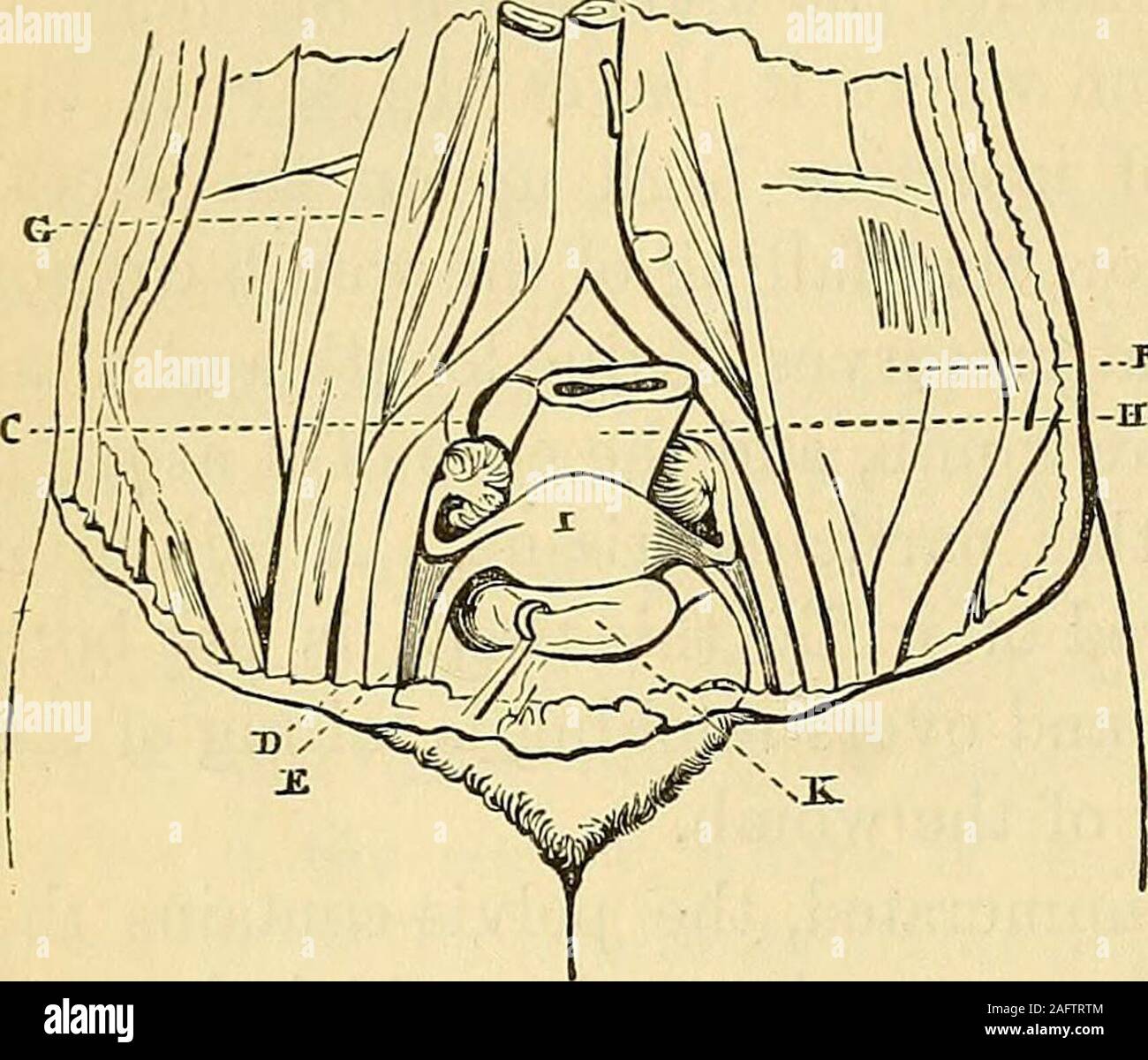 Mus cera hi-res stock photography and images - Alamy