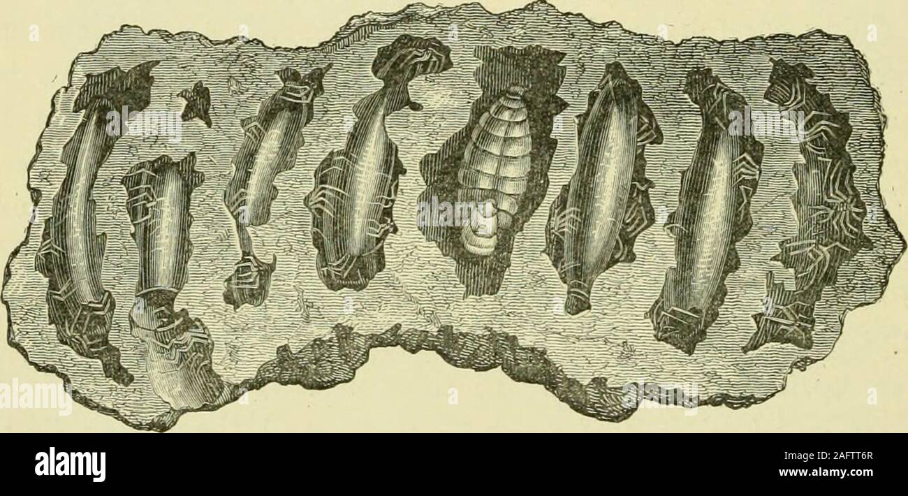 . The transformations (or metamorphoses) of insects (Insecta, Myriapoda ...
