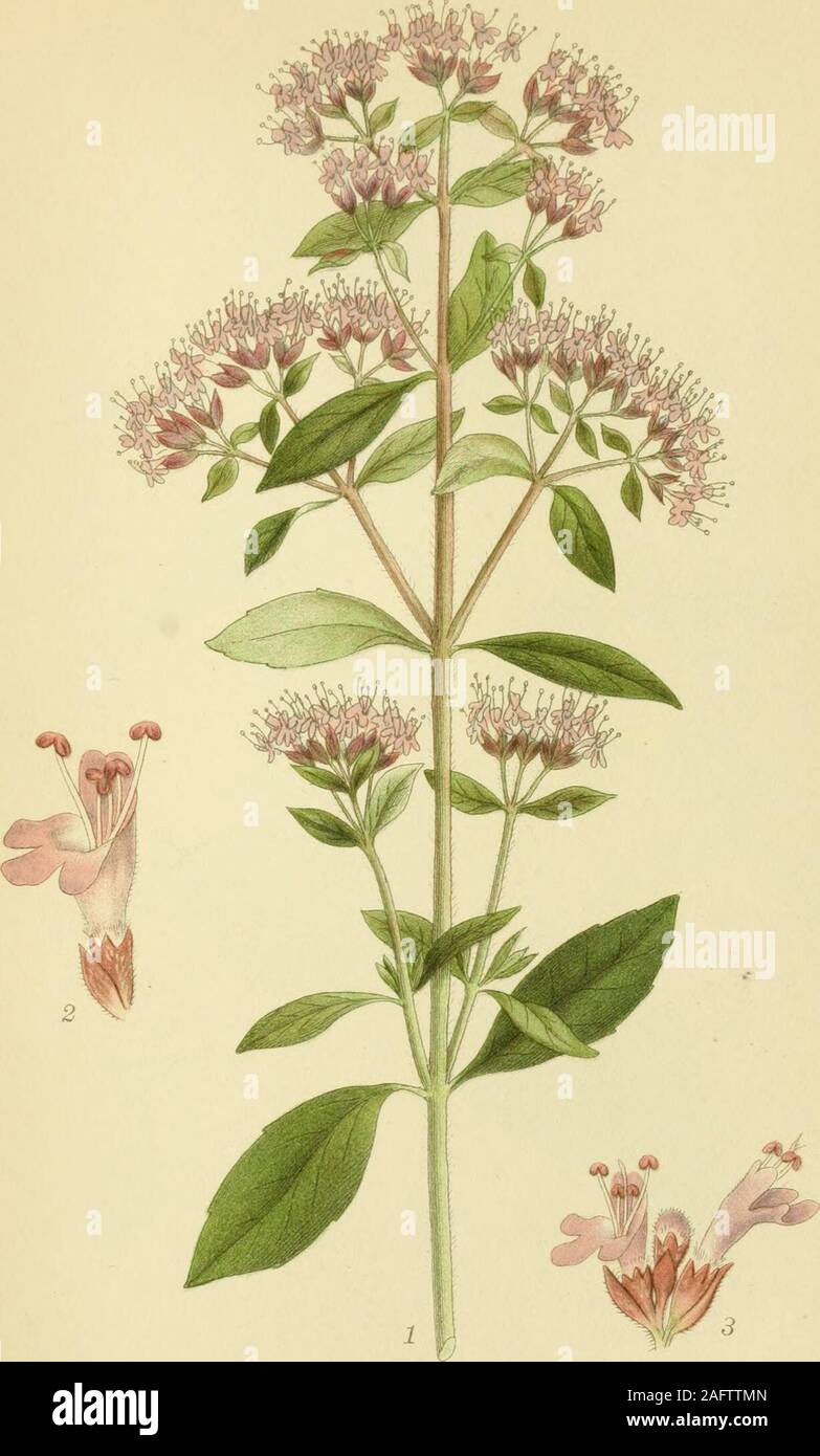 . Billeder af nordens flora. /^fl> Fi SMALBLADET TIMIAN, thymus ...