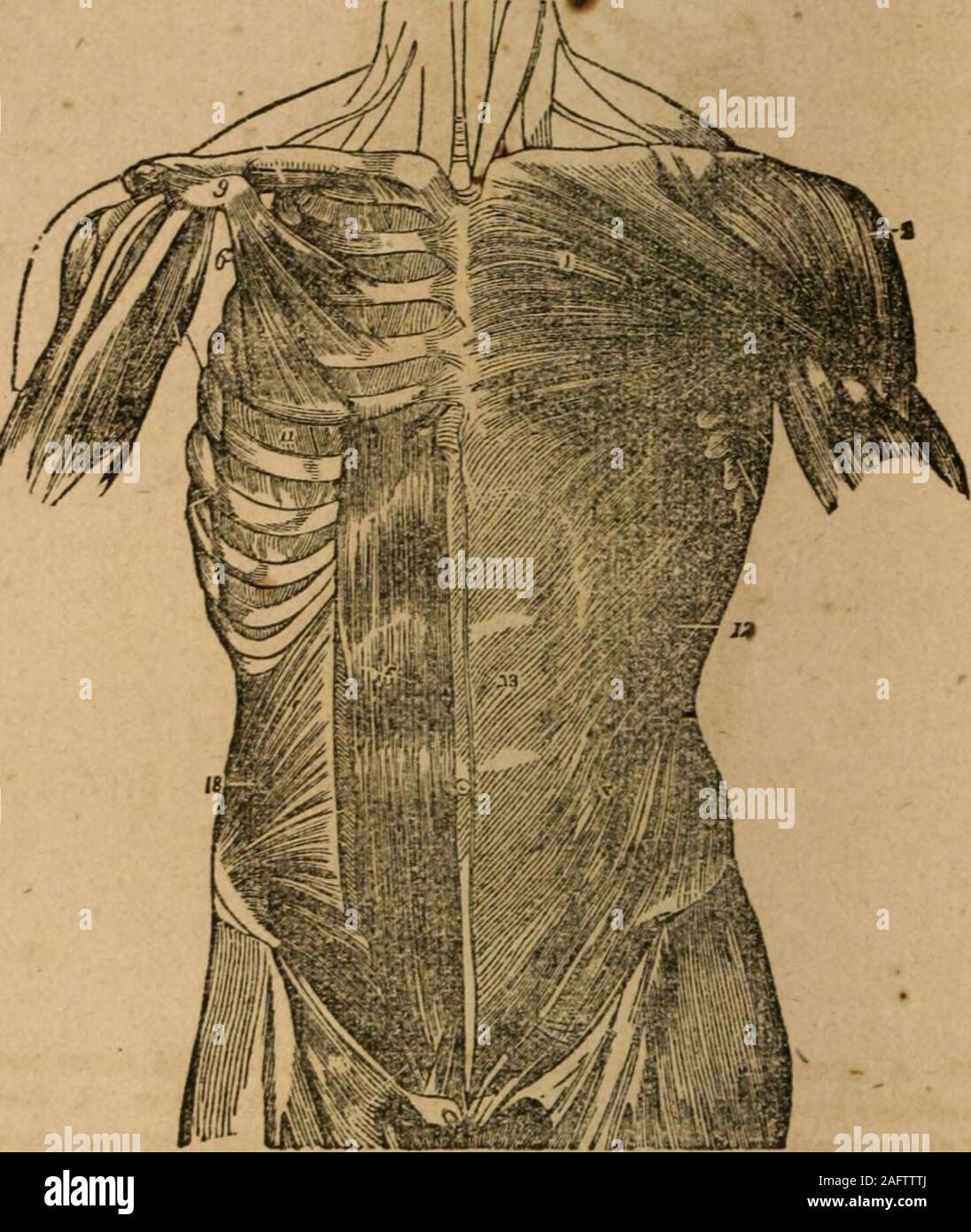 . A treatise on anatomy, physiology and hygiene : designed for colleges ...