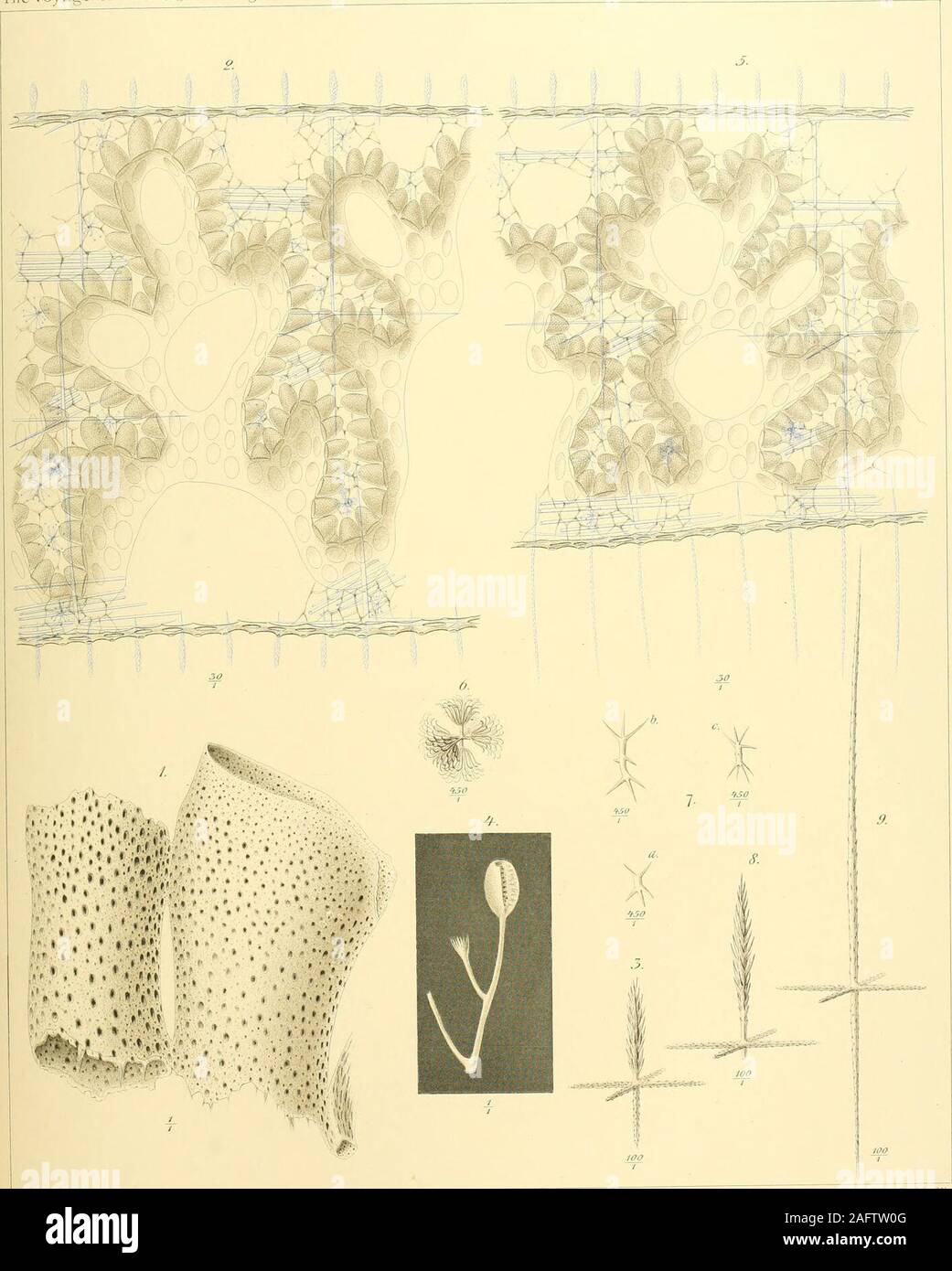 . Report on the scientific results of the voyage of H.M.S. Challenger ...