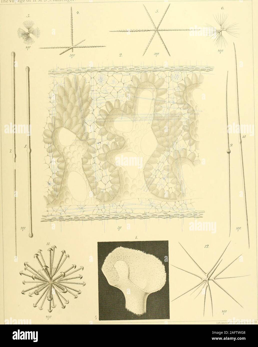 M o r s section hi-res stock photography and images - Alamy