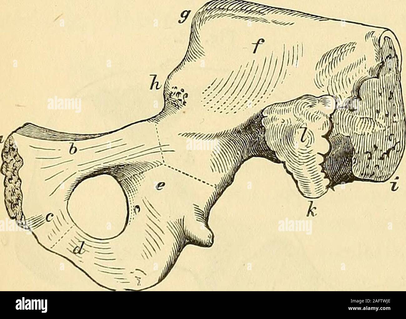 Ischii hi-res stock photography and images - Alamy