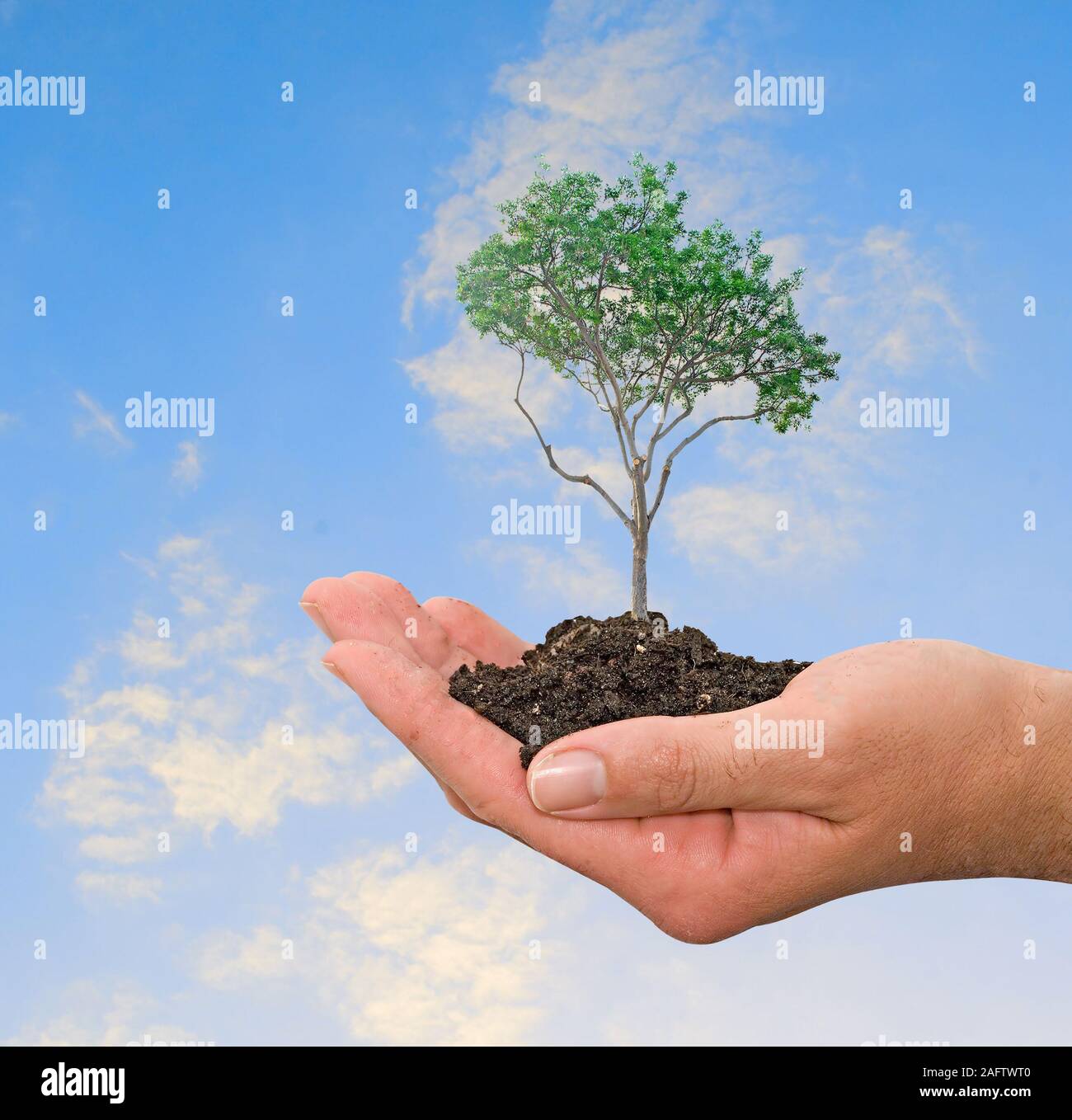 tree in hand Stock Photo - Alamy