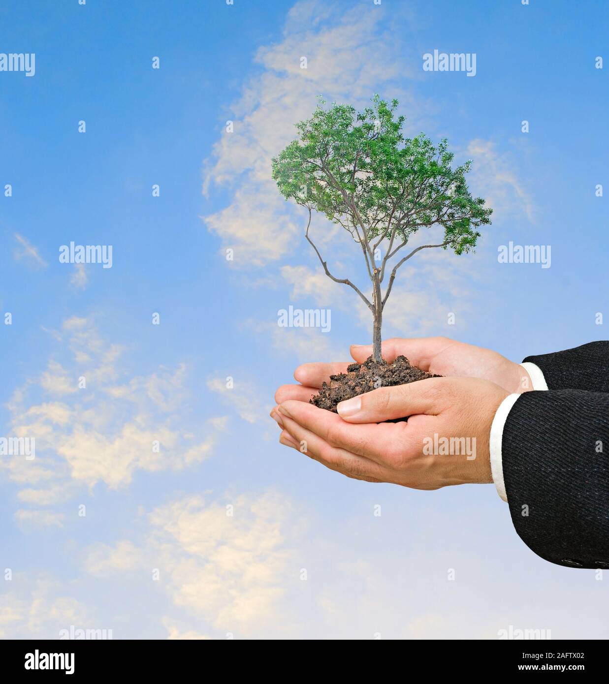 tree in hands Stock Photo - Alamy