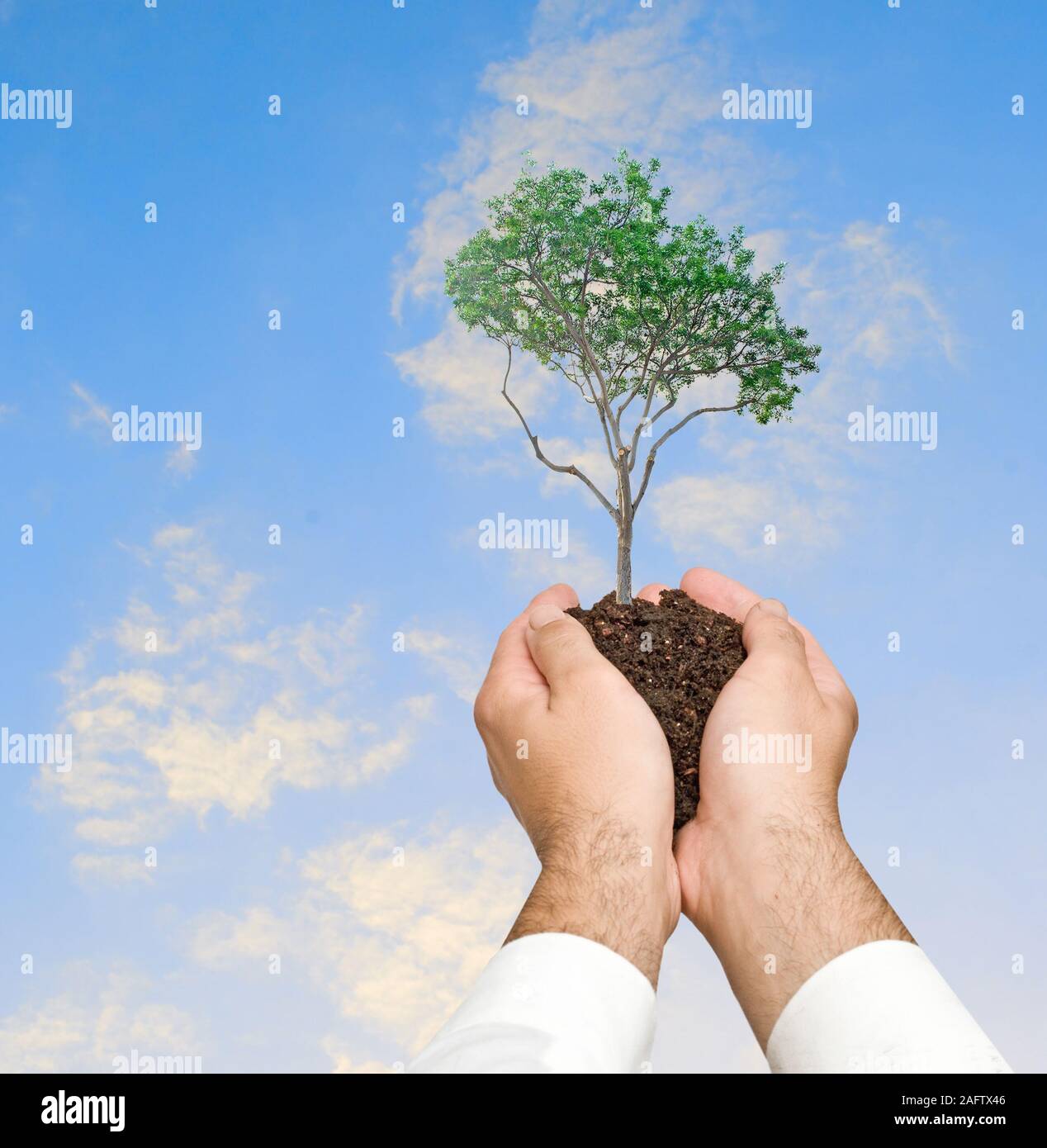 Tree in hands Stock Photo - Alamy
