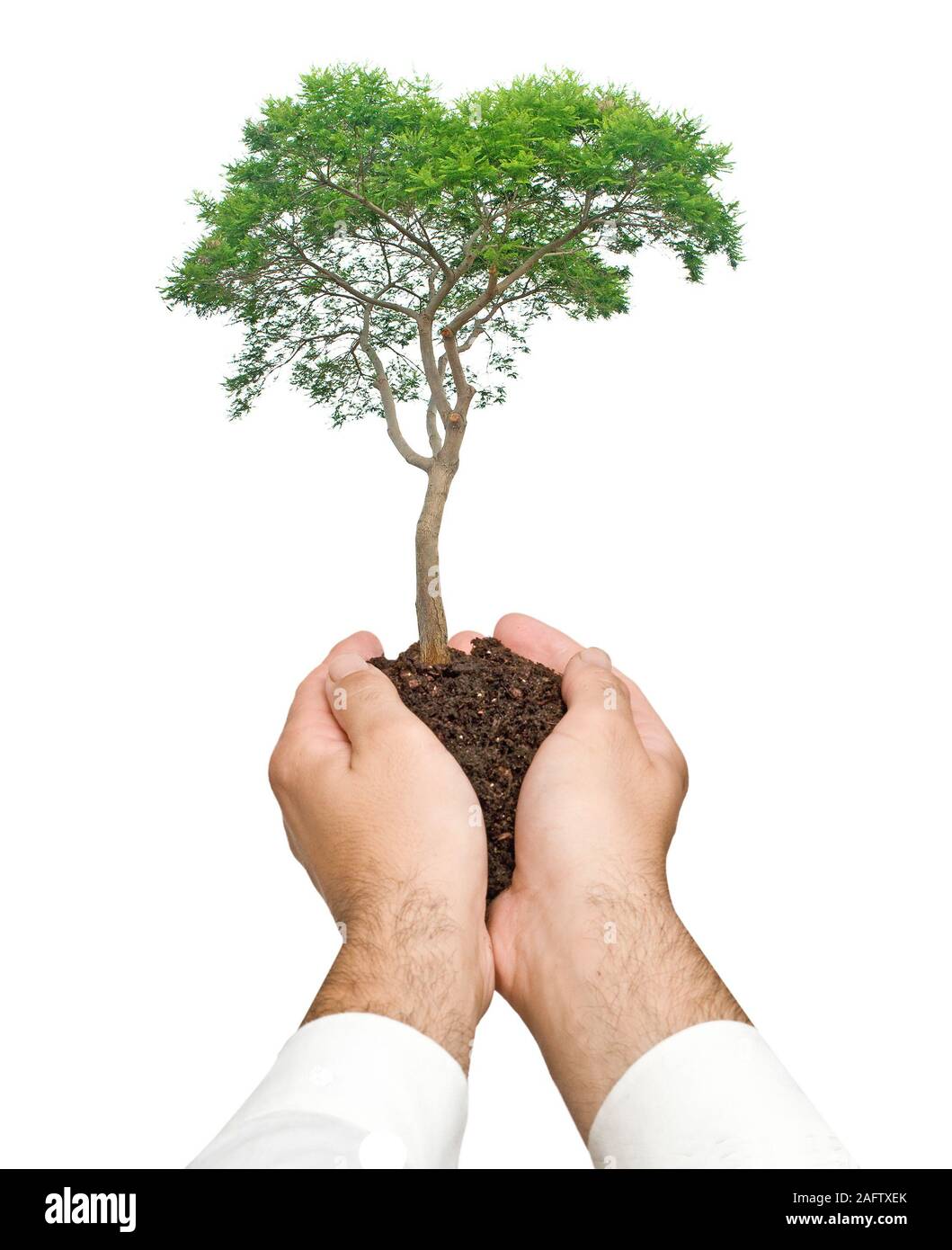 Tree in hands Stock Photo - Alamy
