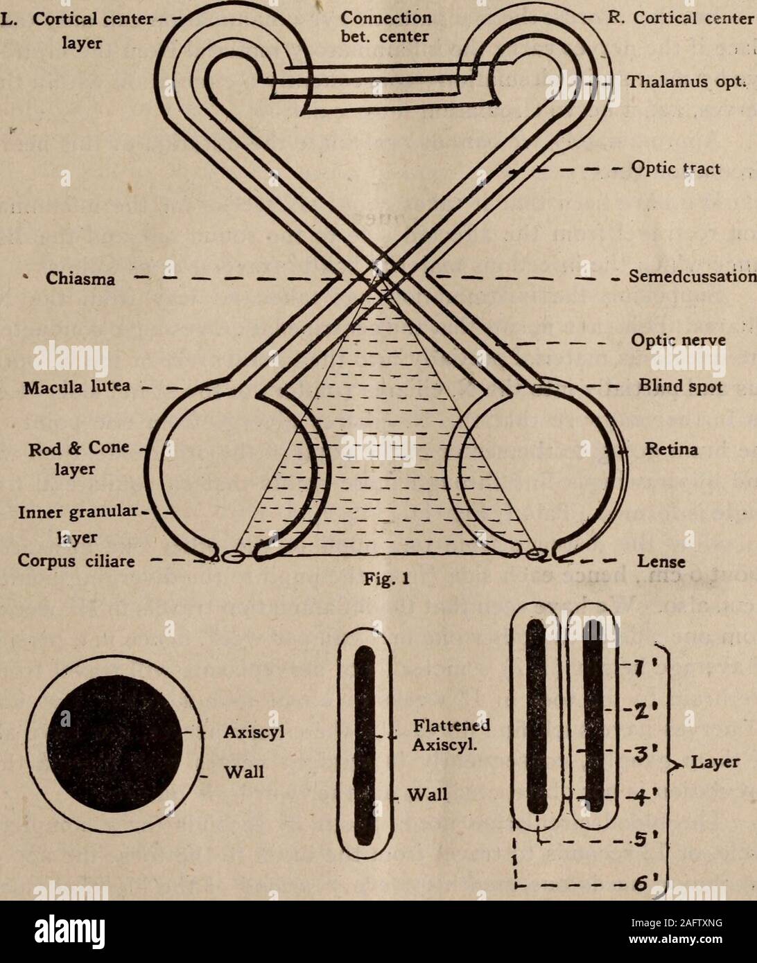 Layers of the retina hi-res stock photography and images - Alamy