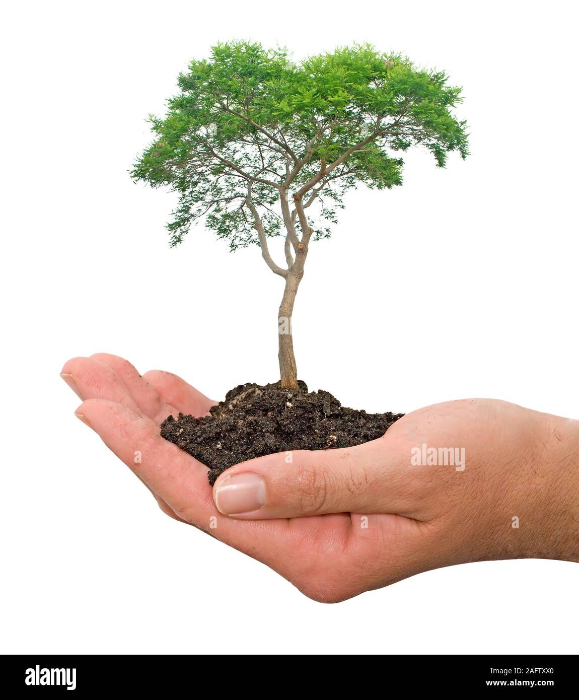 tree in hand Stock Photo - Alamy