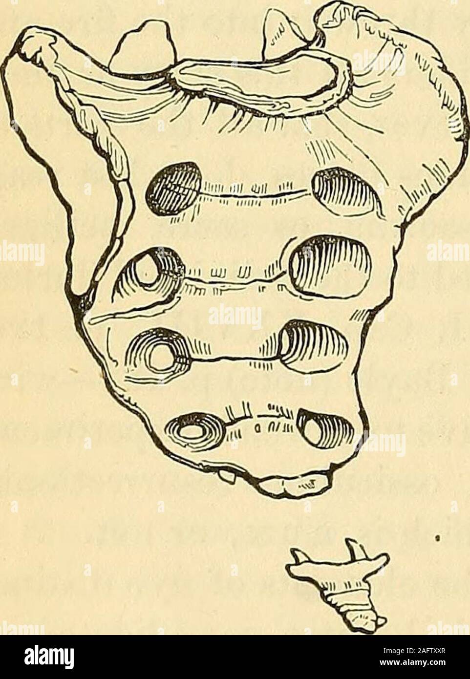 . Obstetrics: the science and the art. bone makes one large triangular ...