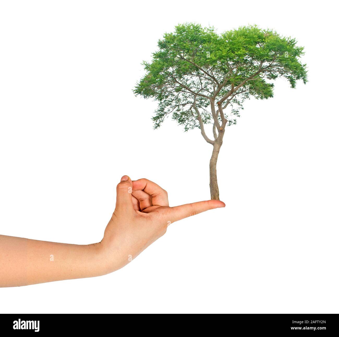 Finger tree Cut Out Stock Images & Pictures - Alamy