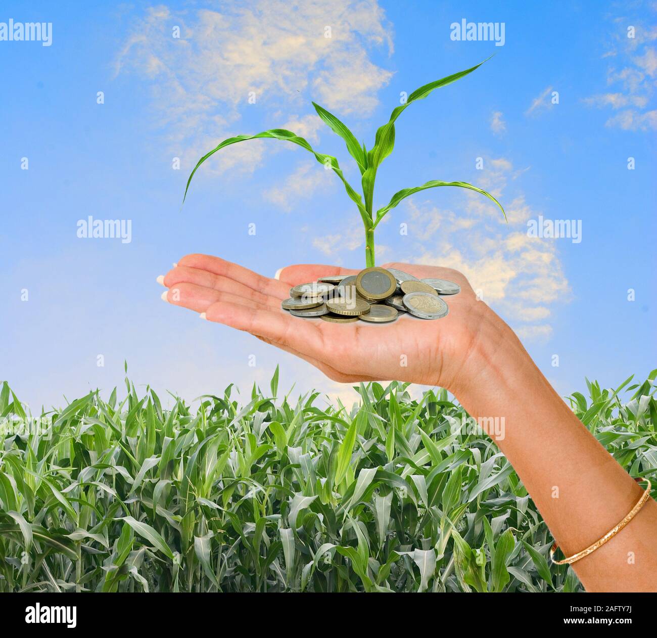 Money ear of corn hi-res stock photography and images - Alamy