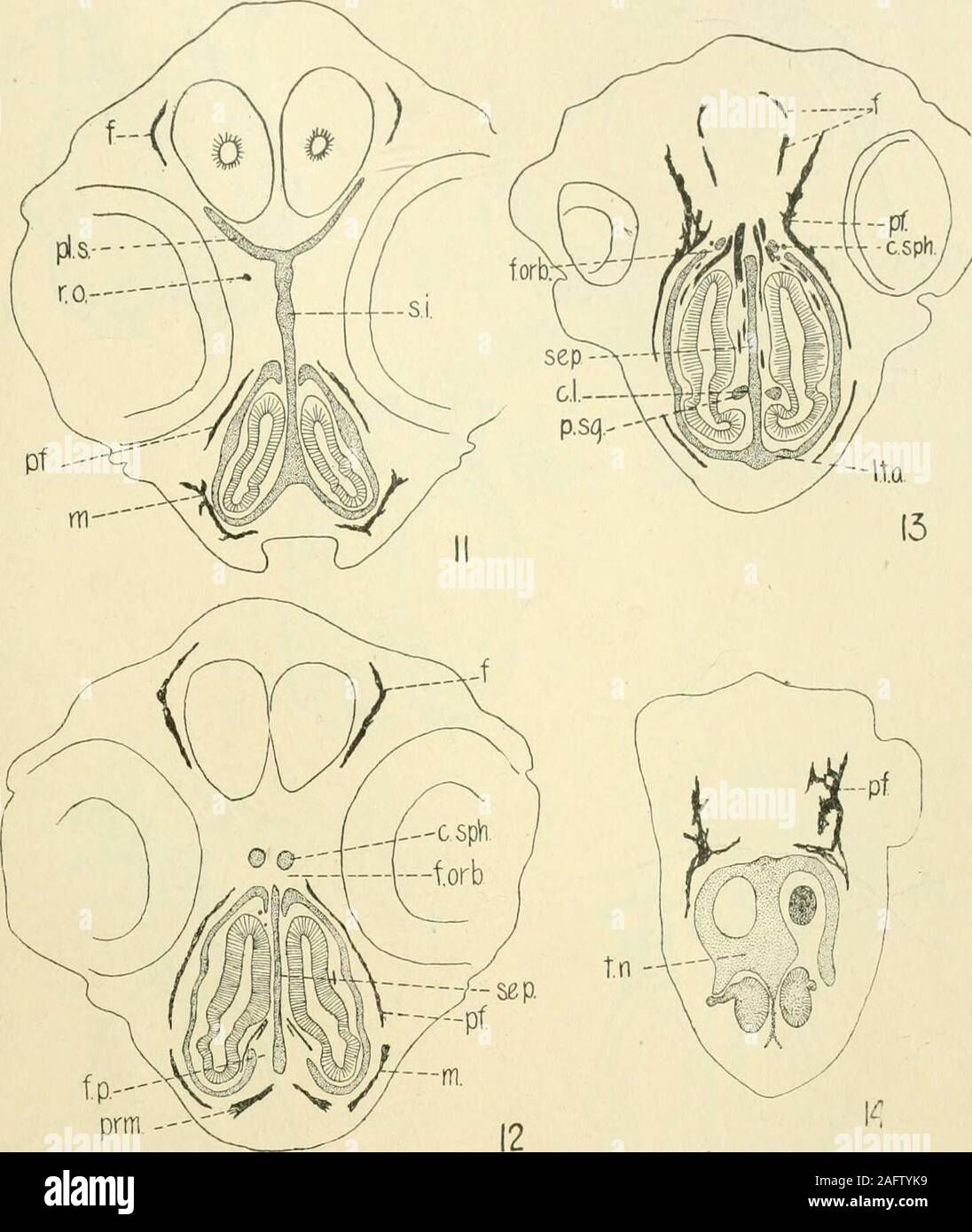 Orbital septum hi-res stock photography and images - Alamy