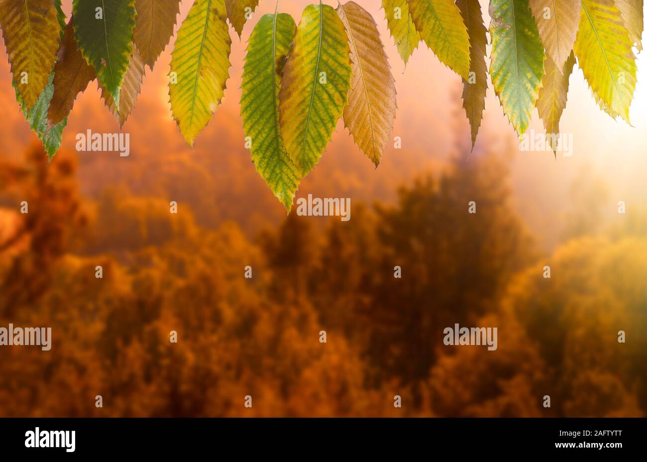 Season of colours hi-res stock photography and images - Alamy