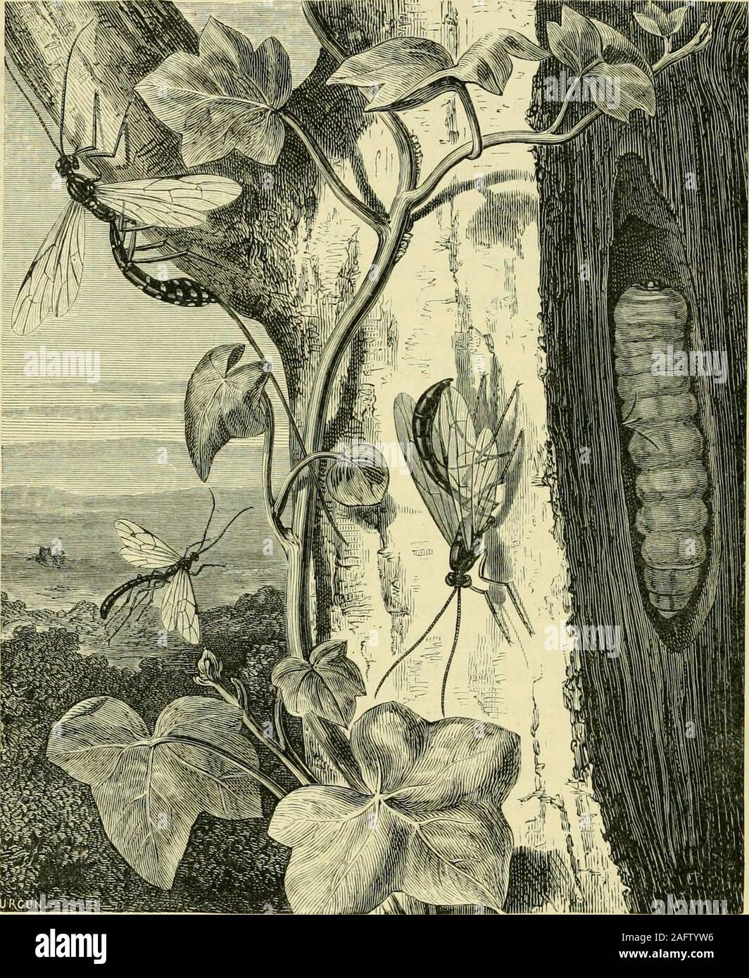. The transformations (or metamorphoses) of insects (Insecta, Myriapoda ...