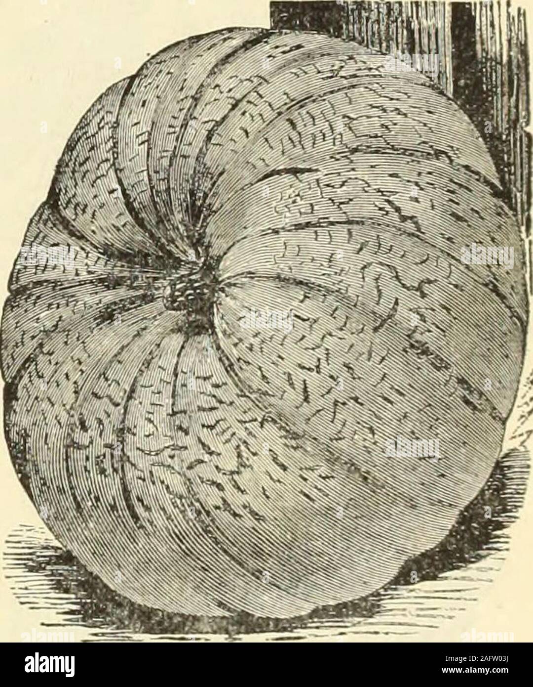 Sir walter raleigh potato hi-res stock photography and images - Alamy