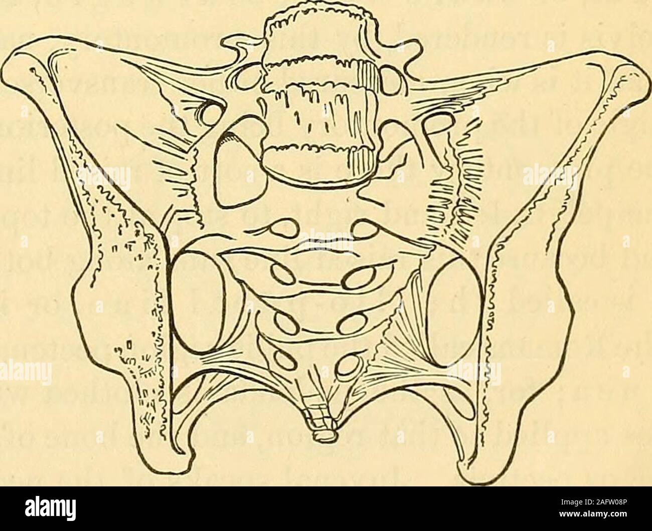 Ossa bacino hi-res stock photography and images - Alamy